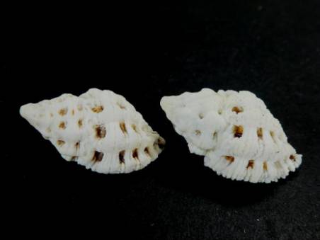 shellauction.net :: Cronia funiculus - 3566554