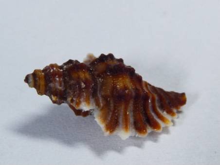 shellauction.net :: Eupleura nitida - 3566555