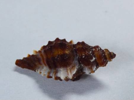 shellauction.net :: Eupleura nitida - 3566555