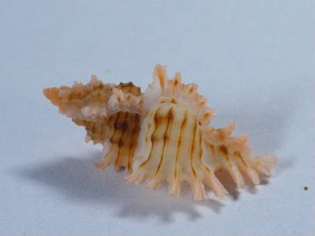 shellauction.net :: Chicoreus dodongi - 3566576