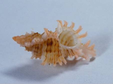 shellauction.net :: Chicoreus dodongi - 3566576