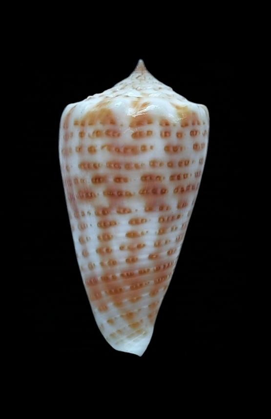 shellauction.net :: Conus alexandrei - 3566593