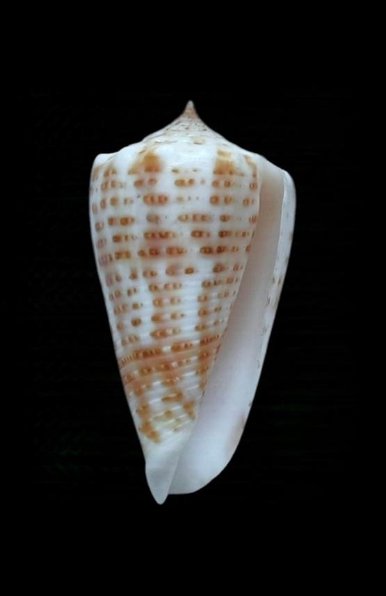 shellauction.net :: Conus alexandrei - 3566593