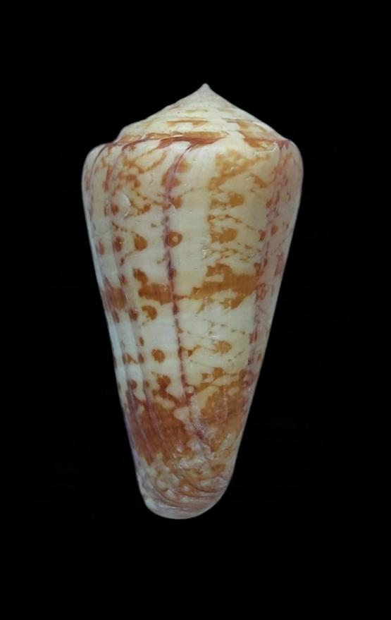 shellauction.net :: Conus royaikeni - 3566596