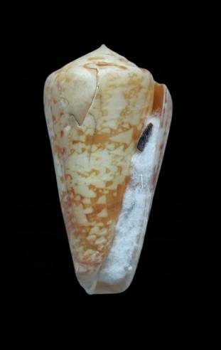 shellauction.net :: Conus royaikeni - 3566596