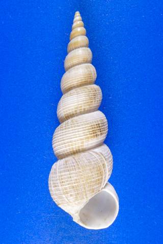 shellauction.net :: Amaea magnifica - 3566609