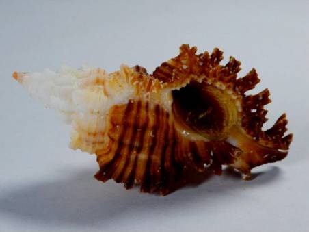 shellauction.net :: Chicoreus strigatus - 3566811