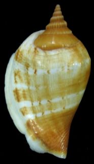 shellauction.net :: Strombus dilatatus - 3566879