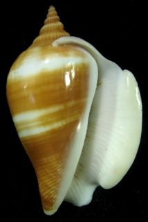 shellauction.net :: Strombus dilatatus - 3566879