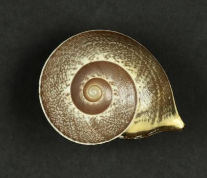 shellauction.net :: Rhynchotrochus strabo alotau form - 3566917