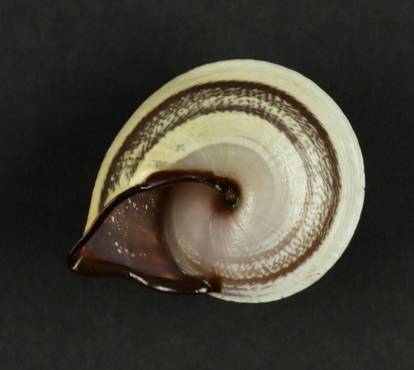 shellauction.net :: Rhynchotrochus strabo alotau form - 3566917