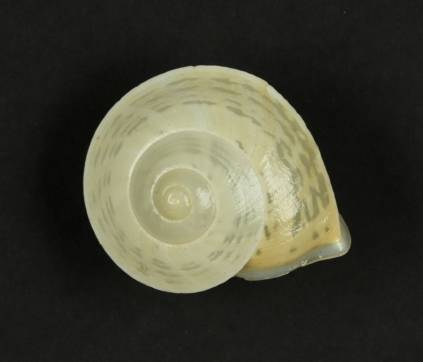 shellauction.net :: Rhynchotrochus strabo alotau form - 3566919