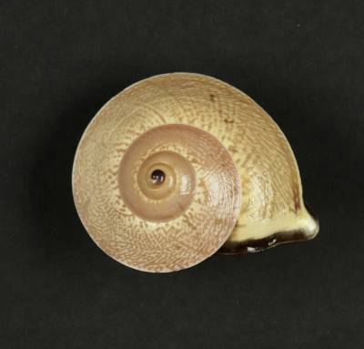 shellauction.net :: Rhynchotrochus strabo alotau form - 3566920