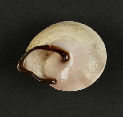 shellauction.net :: Rhynchotrochus strabo alotau form - 3566920