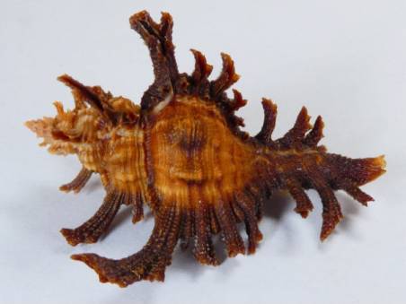 shellauction.net :: Chicoreus axicornis - 3566942