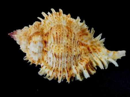 shellauction.net :: Chicoreus problematicus - 3566979