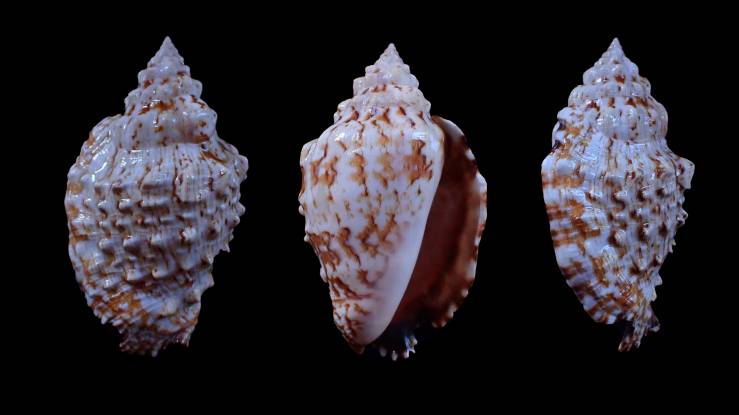 shellauction.net :: Strombus pipus - 3567070