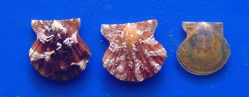 shellauction.net :: Flexopecten flexuosa - 3567125