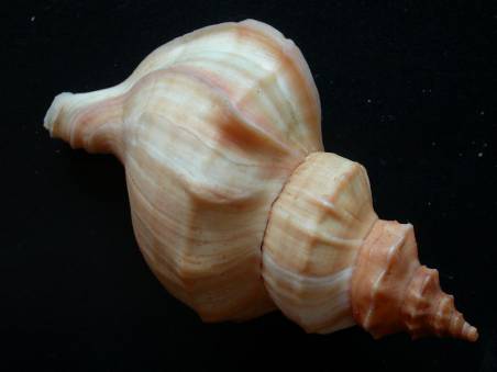 shellauction.net :: Neptunea despecta - 3567183