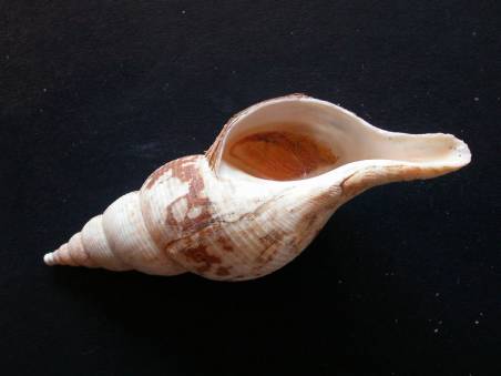 shellauction.net :: Colus islandicus - 3567187