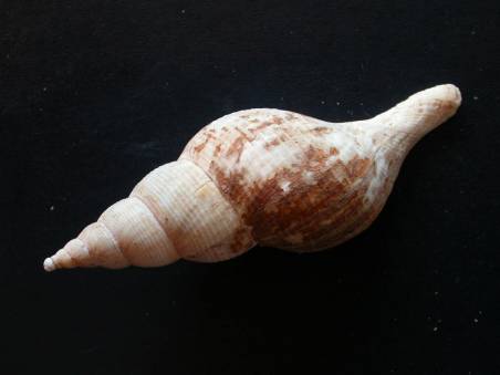 shellauction.net :: Colus islandicus - 3567187