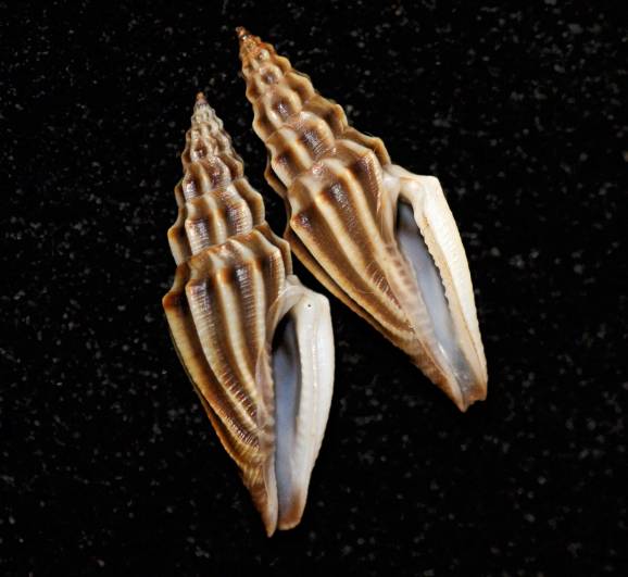 shellauction.net :: Eucithara stromboides - 3567218