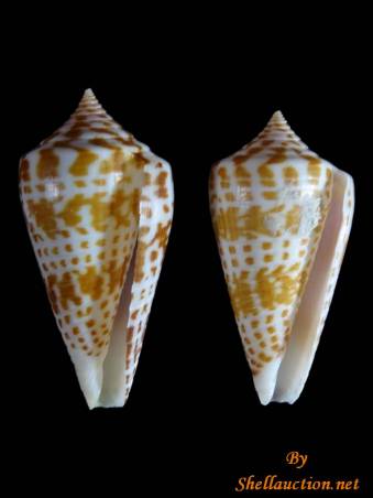 shellauction.net :: Conus adenensis - 3567222