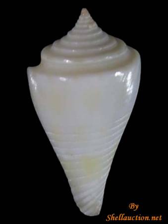 shellauction.net :: Conus memiae - 3567245