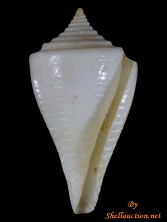 shellauction.net :: Conus memiae - 3567245