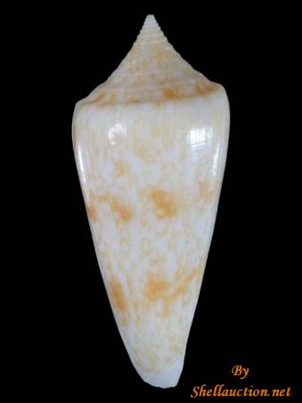 shellauction.net :: Conus sp. - 3567250