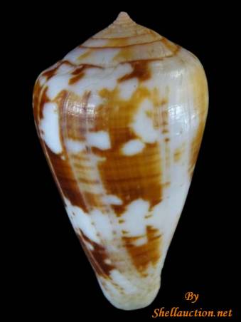shellauction.net :: Conus ermineus - 3567264