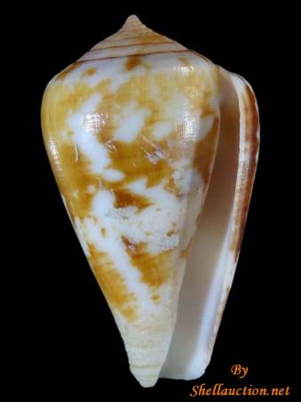 shellauction.net :: Conus ermineus - 3567264