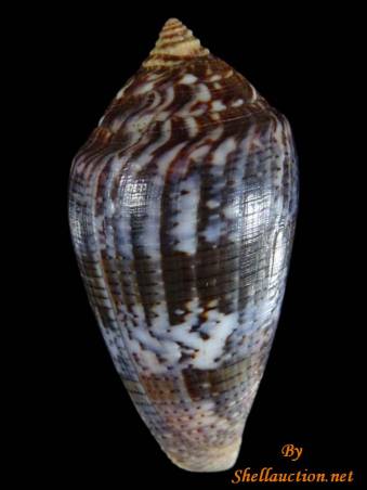 shellauction.net :: Conus achatinus - 3567270