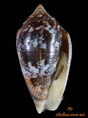 shellauction.net :: Conus achatinus - 3567270