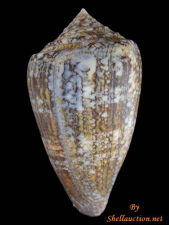 shellauction.net :: Conus monachus - 3567271