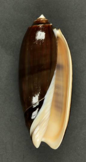 shellauction.net :: Oliva miniacea f. marrati - 3567370