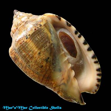 shellauction.net :: Voluta musica - 3567403