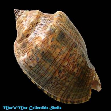 shellauction.net :: Voluta musica - 3567403