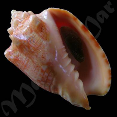 shellauction.net :: Voluta musica - 3567406