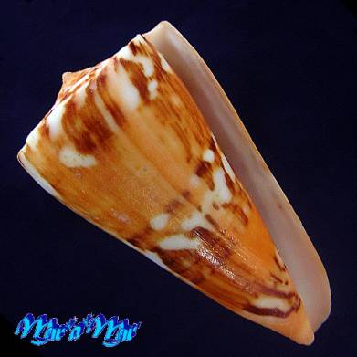 shellauction.net :: Conus riosi - 3567412