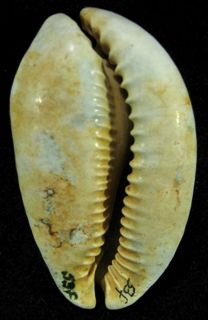 shellauction.net :: Siphocypraea grovesi - 3567423