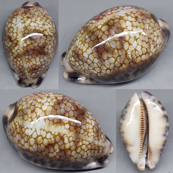 shellauction.net :: Mauritia histrio - 3567444