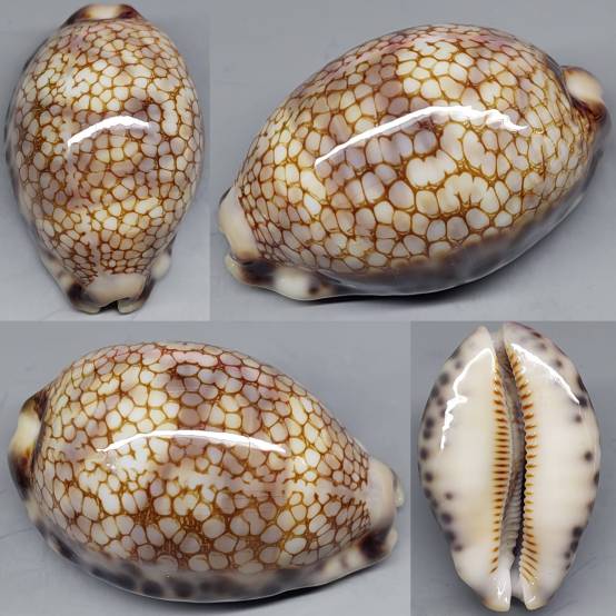 shellauction.net :: Mauritia histrio - 3567446