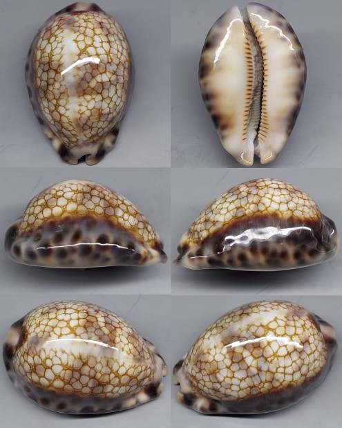 shellauction.net :: Mauritia histrio - 3567447