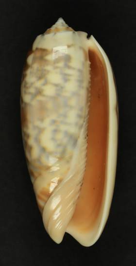 shellauction.net :: Oliva miniacea - 3567498