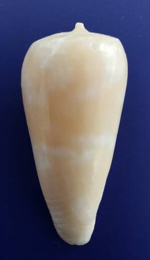 shellauction.net :: Conus textilia solangeae - 3567588