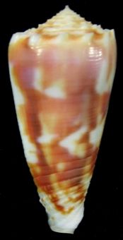 shellauction.net :: Conus merletti - 3567630