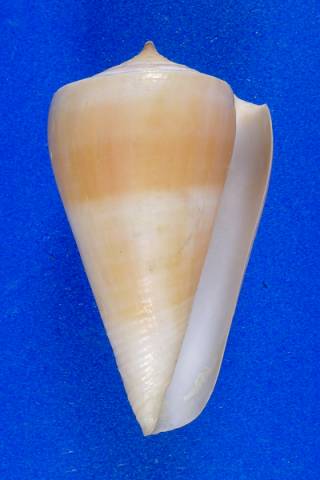 shellauction.net :: Conus fergusoni - 3567641