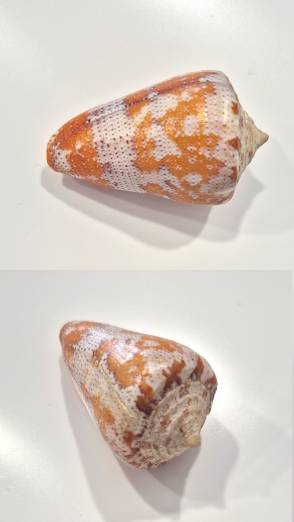 shellauction.net :: Conus cedonulli - 3567656