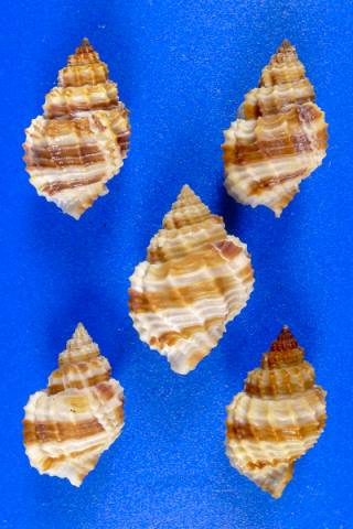 shellauction.net :: Cancellaria cancellata - 3567665